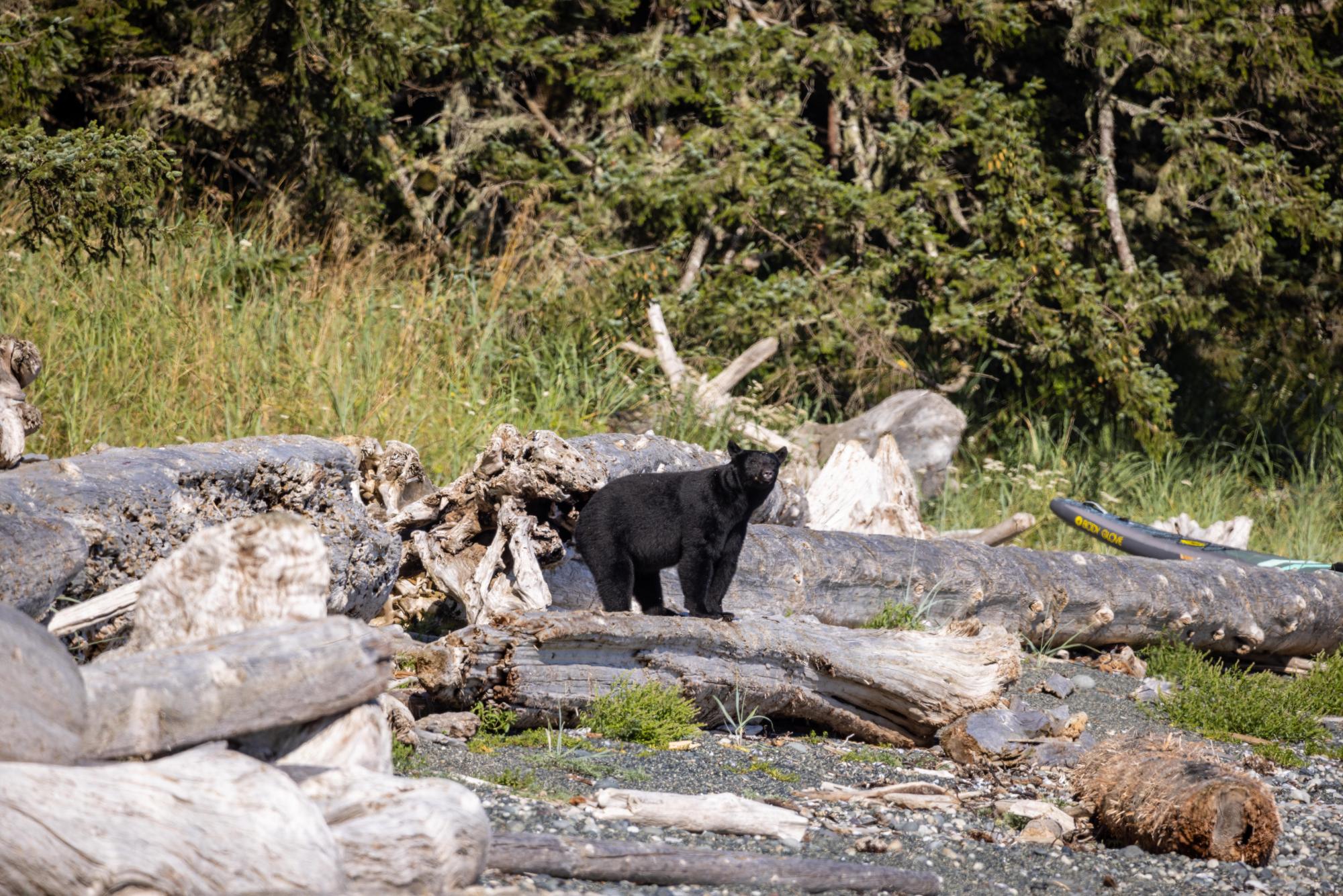 Shore Lunch - Nootka Wilderness Lodge